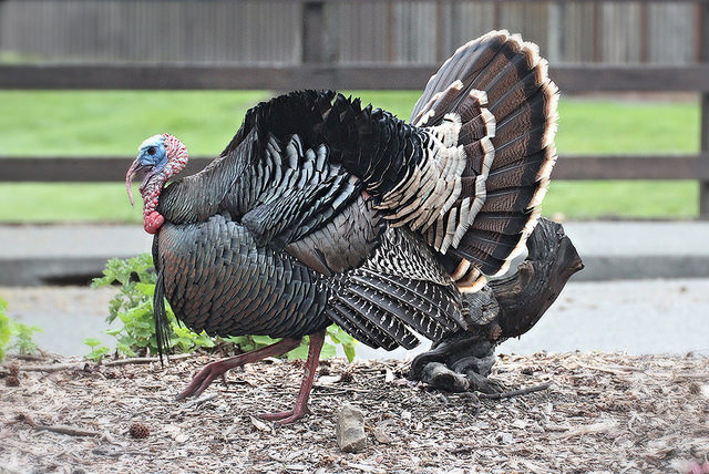 Happy Thanksgiving, and Yes We Are Still Lending Money! – National ...